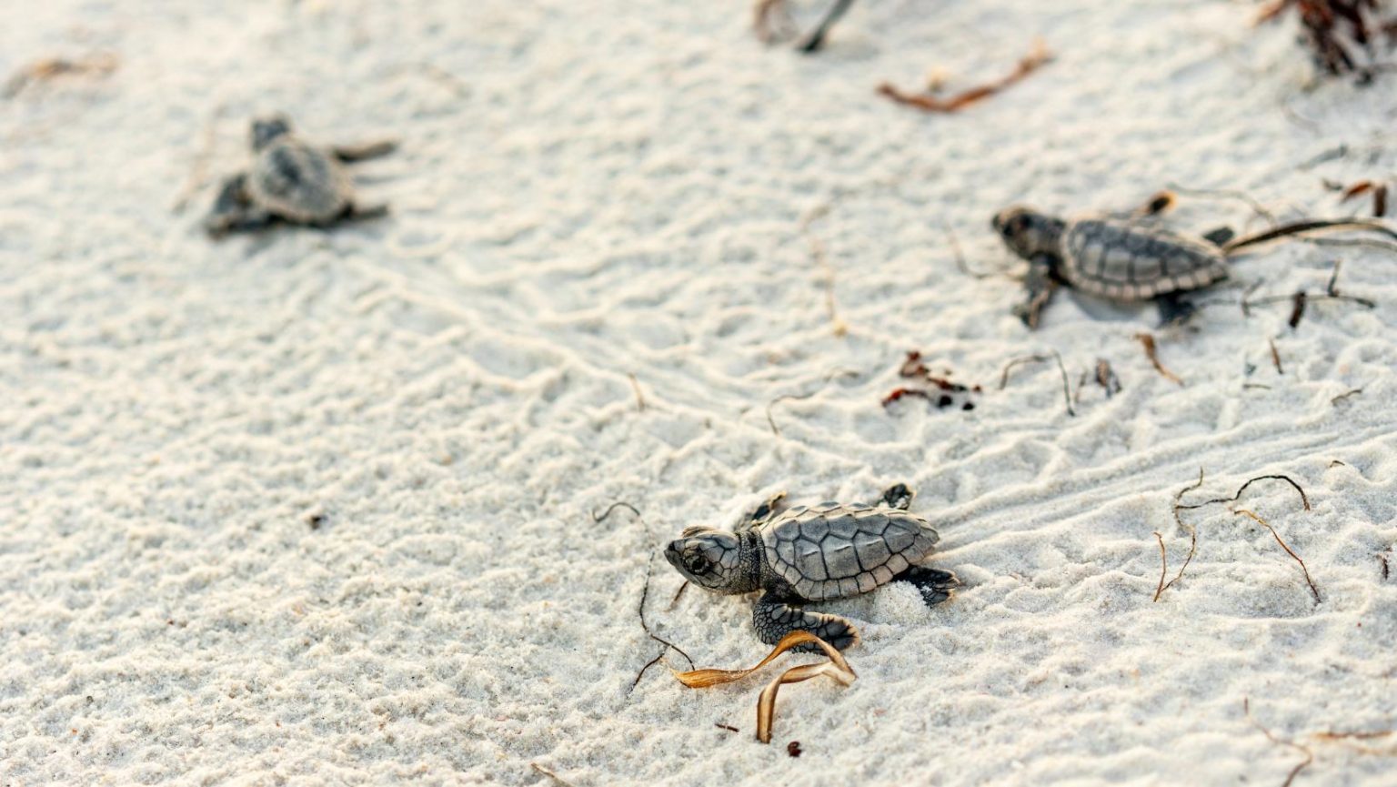 Hello Sea Turtles! - Sandpiper Condominiums